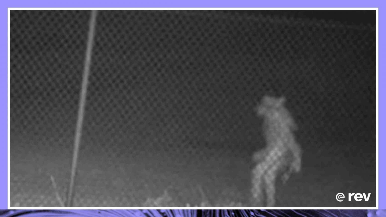 Mystery "Wolfman" creature caught on camera outside Amarillo Zoo 6/09 ...